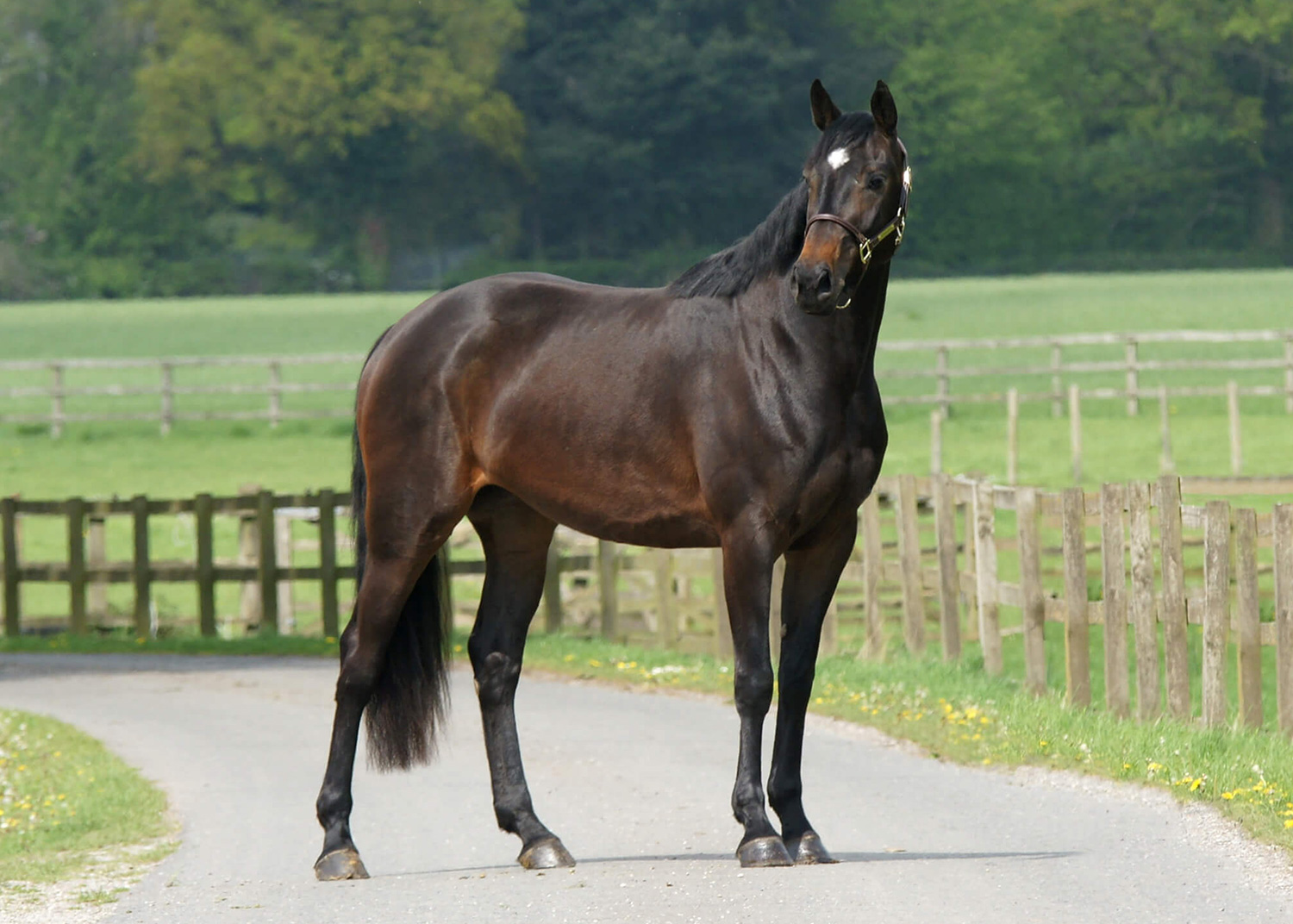 Horses For Sale – Aspire Sport Horses